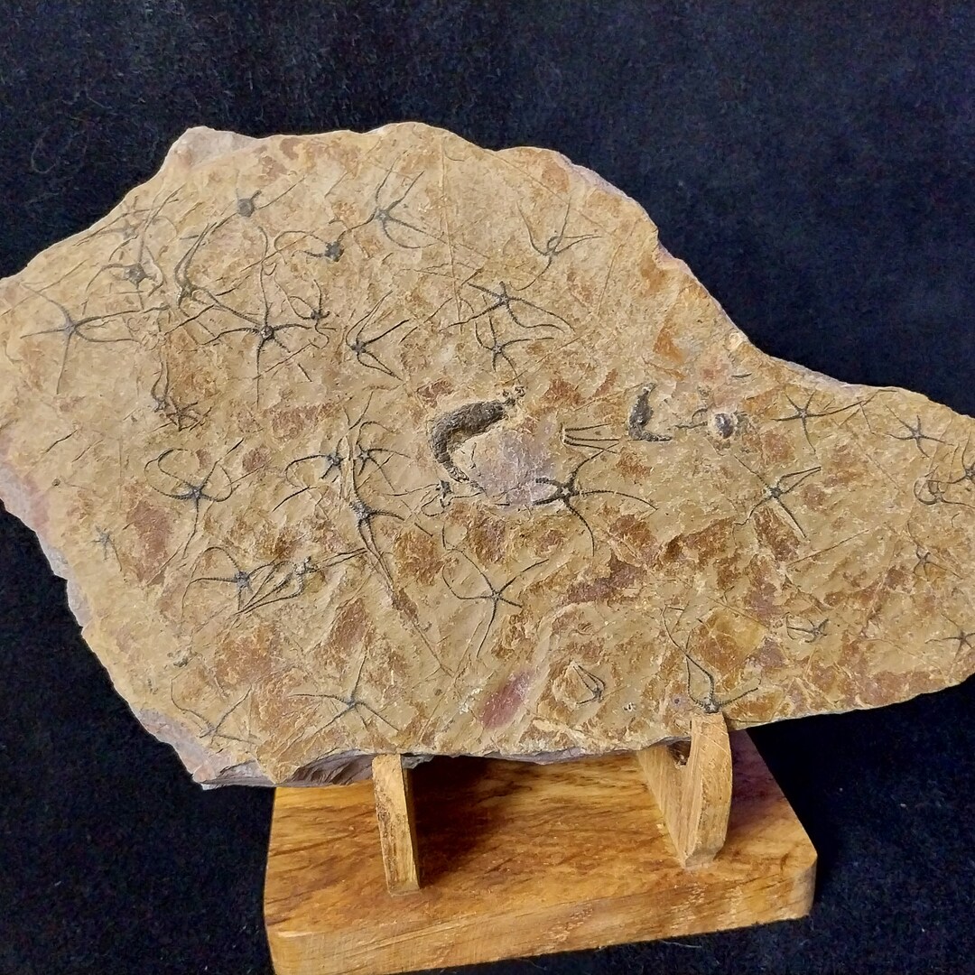 OPHIURA Fossils Ophiupinna Elegans From the La Voulte/rhône Stratotype ...