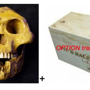Skull LUCY AUSTRALOPITHECUS Afarensis With Original Mandible Replica ...
