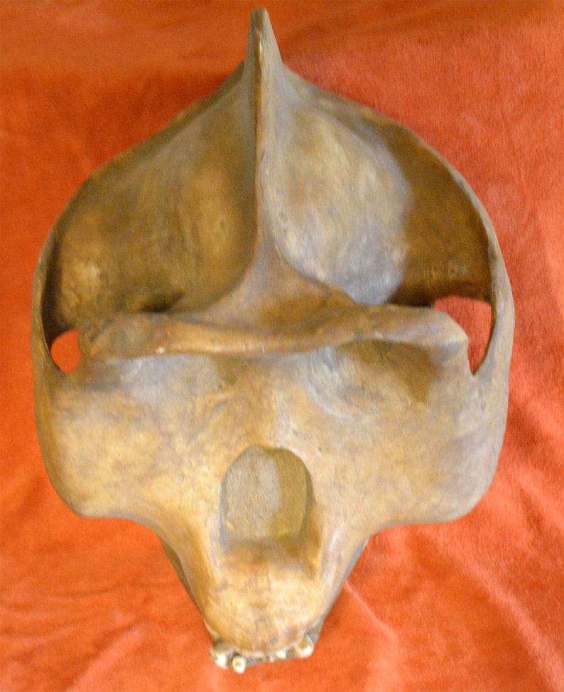 Skull of GIGANTOPITHECUS Blacki Exact Replica in Polyester - Etsy