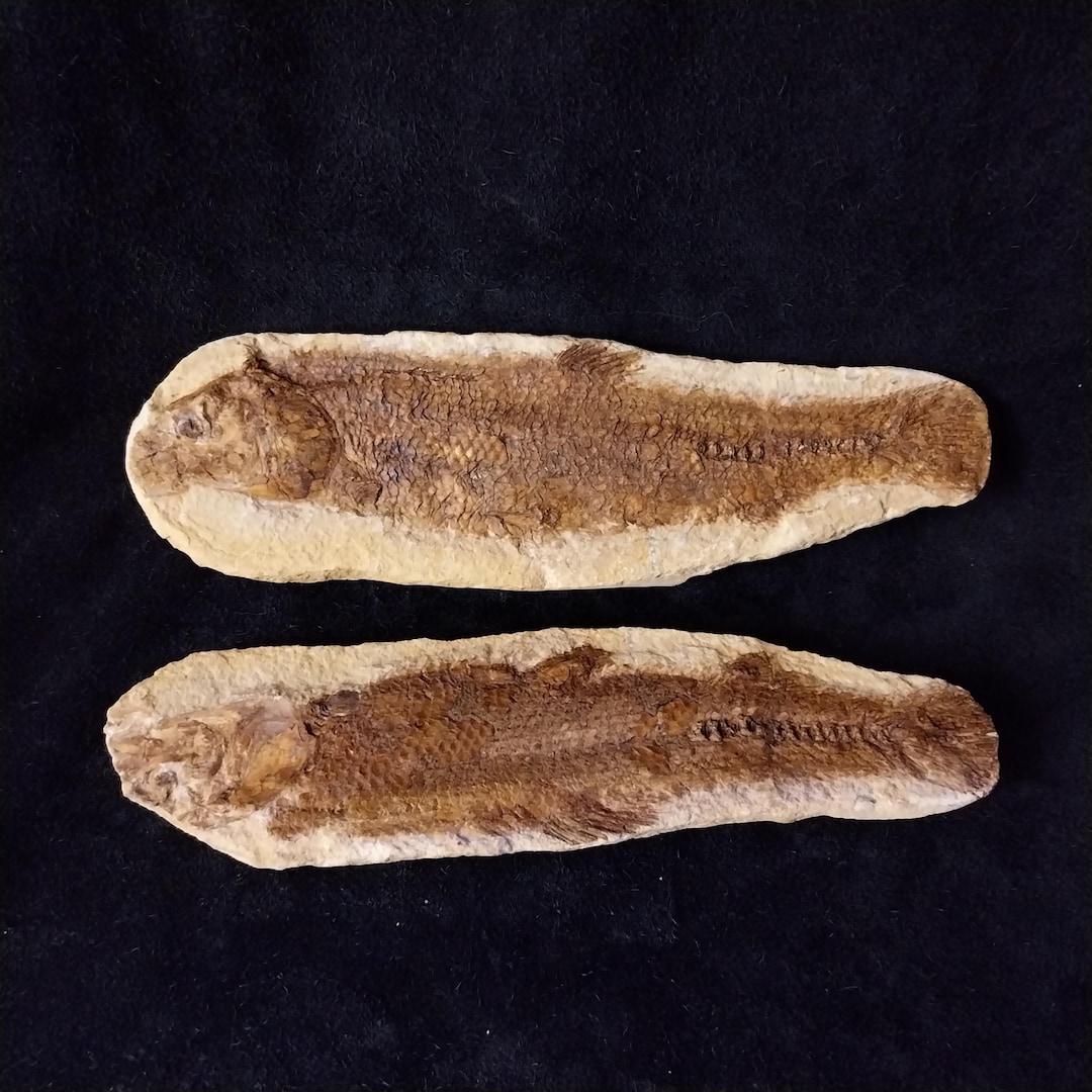 Nodule of Fossilized Fish From Brazil, Santana Formation, Species ...
