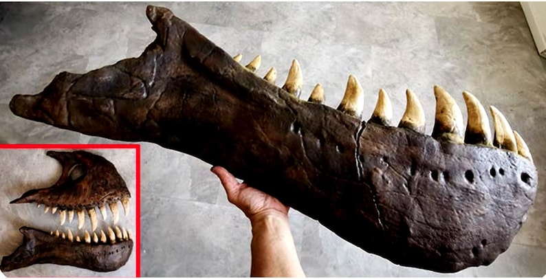 TYRANNOSAURUS REX Lower Mandible Portion Cast of the "harley" Specimen ...