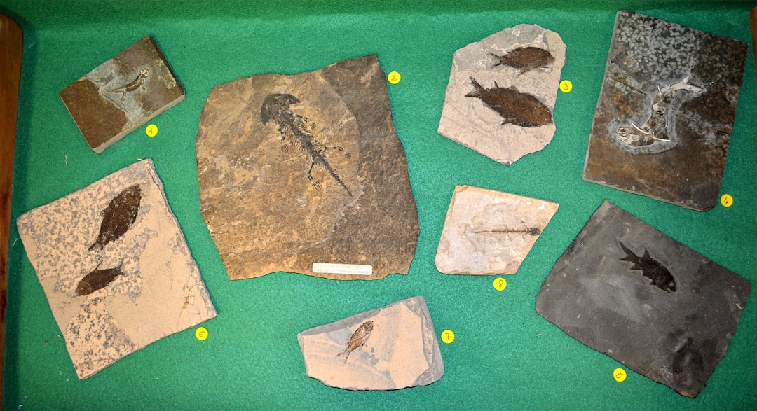 VERTEBRATES From the Primary to the PERMIAN Conquest of the Emerged ...