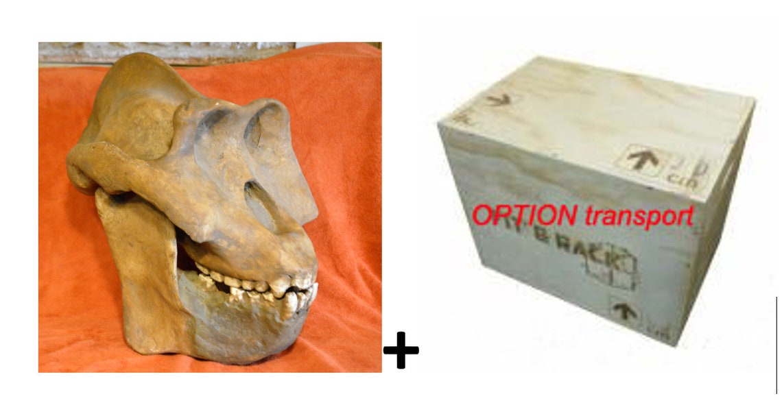 Skull of GIGANTOPITHECUS Blacki Exact Replica in Polyester - Etsy