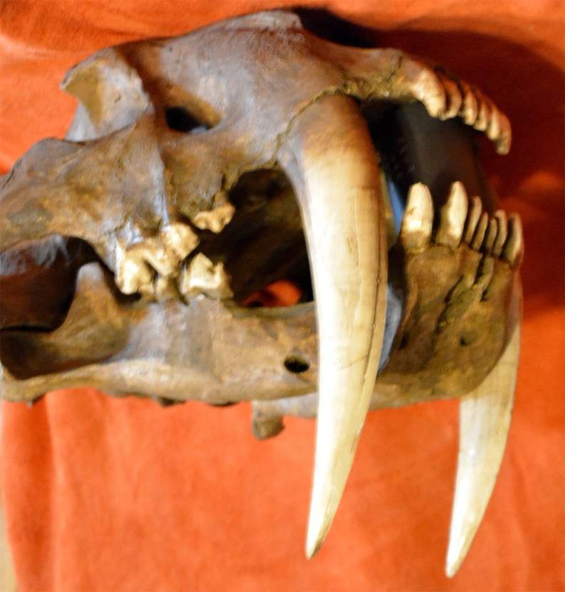 Saber-toothed Tiger Skull, Smilodon (machairodus) Fatalis. Polyester ...