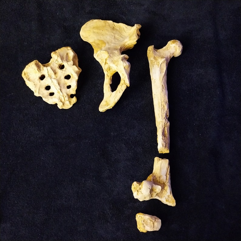 LUCY AUSTRALOPITHECUS Afarensis 3 Bones - Exact Replica of the Pelvic ...