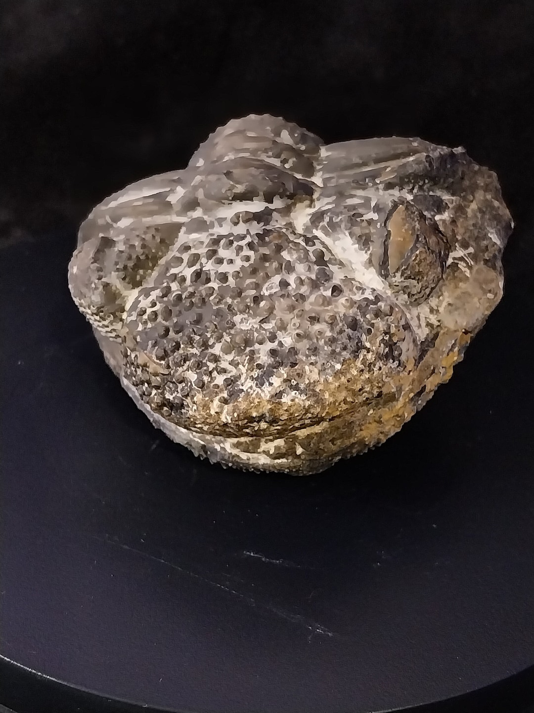 Authentic PHACOPS RANA Trilobite - Old Private Collection From the 70s ...