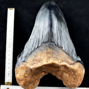 CARCHARODON MEGALODON Exceptionnelle Dent De Requin GEANT Fossile ...