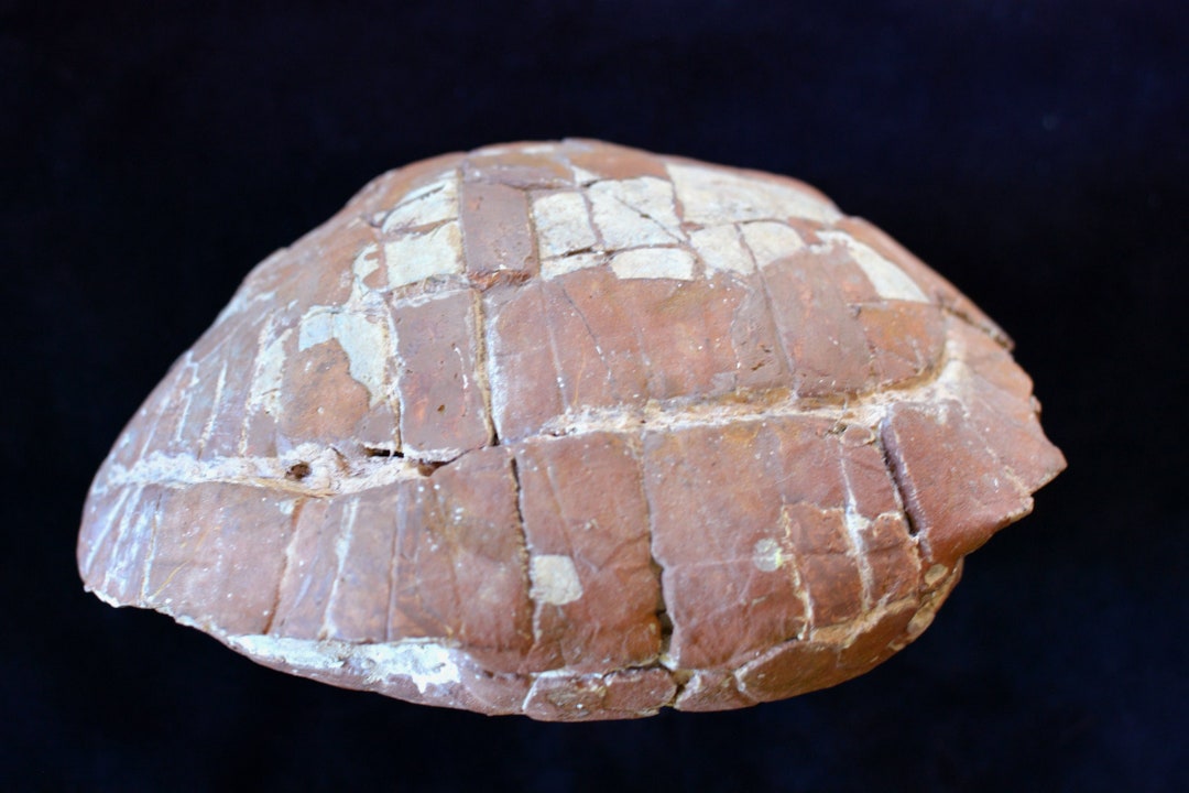 TORTUE FOSSILE Authentique Chélonien stylemiys Nebracensis Brûle ...