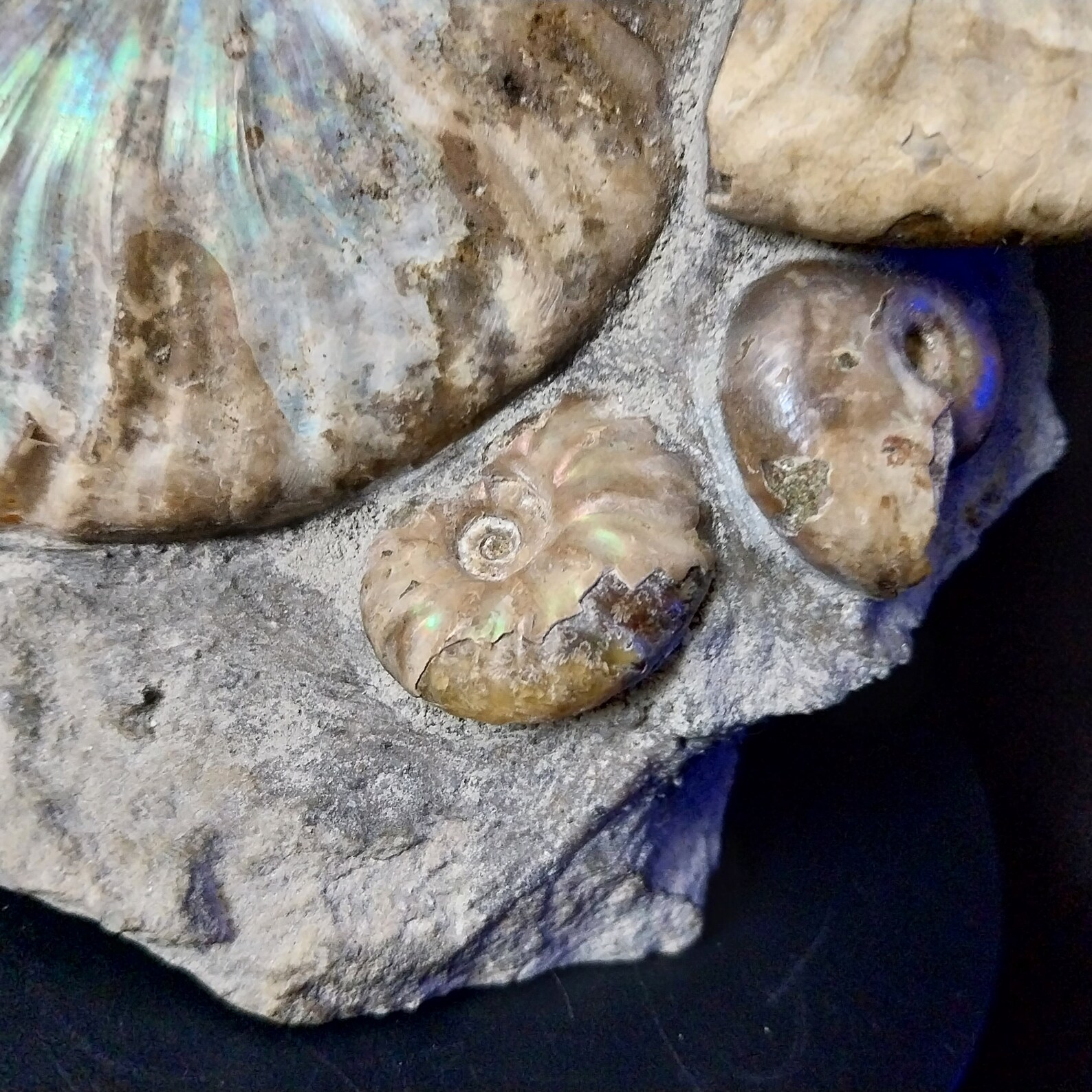 TOTEM BLOCK 2 Species Ammonites Aioloceras and Beudenticeras Albian 108 ...