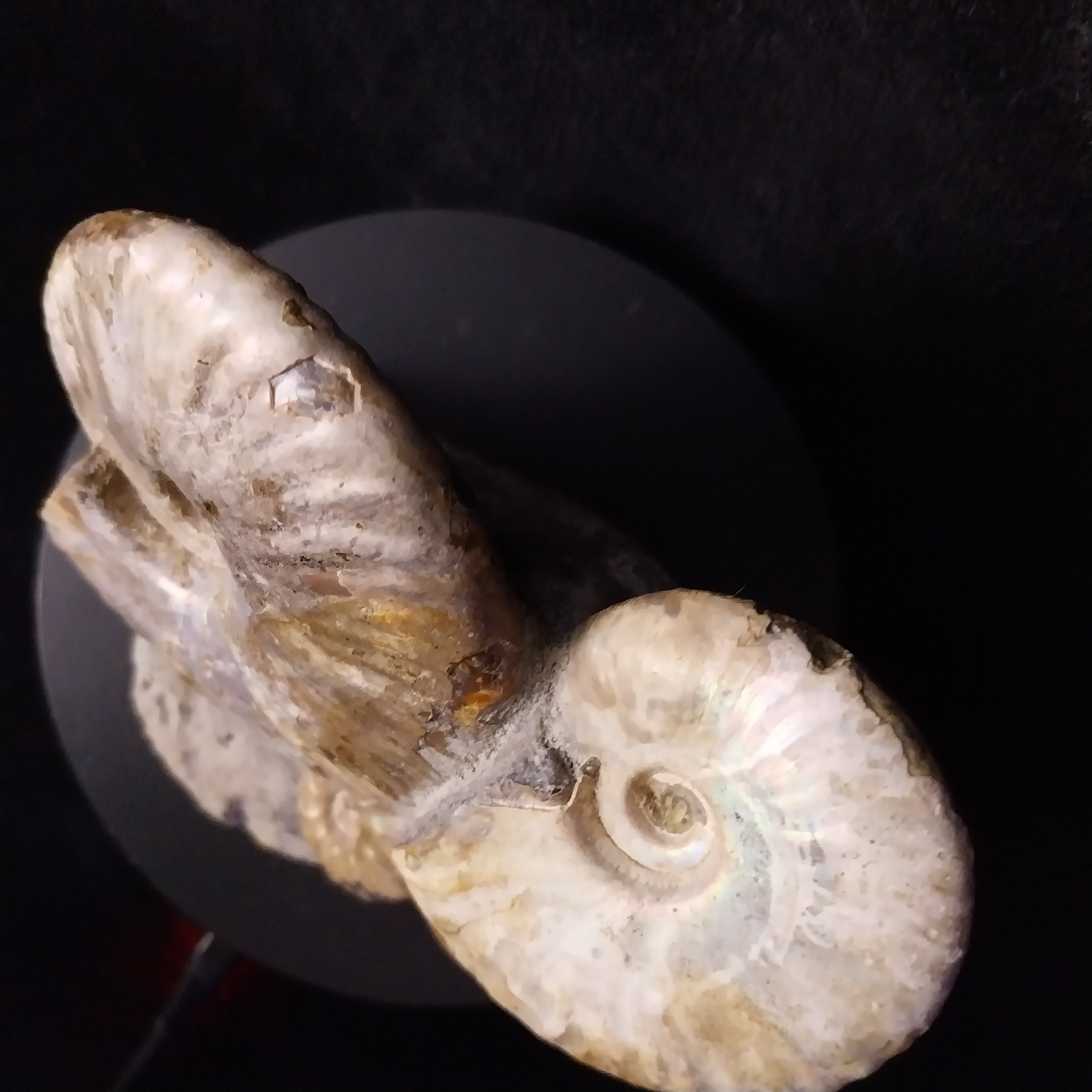 TOTEM BLOCK 2 Species Ammonites Aioloceras and Beudenticeras Albian 108 ...