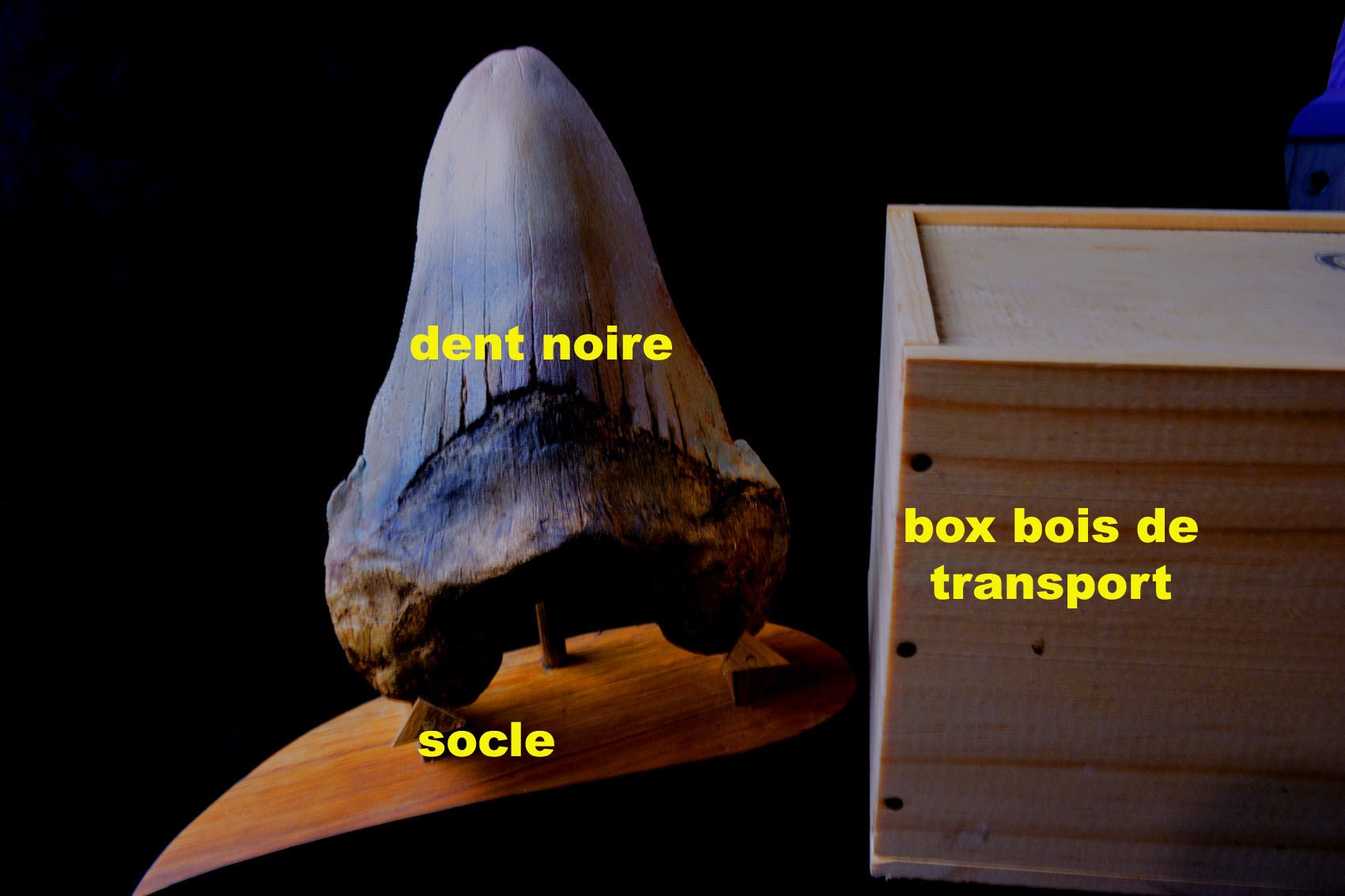 CARCHARODON MEGALODON exceptionnelle dent de requin GEANT fossile ...