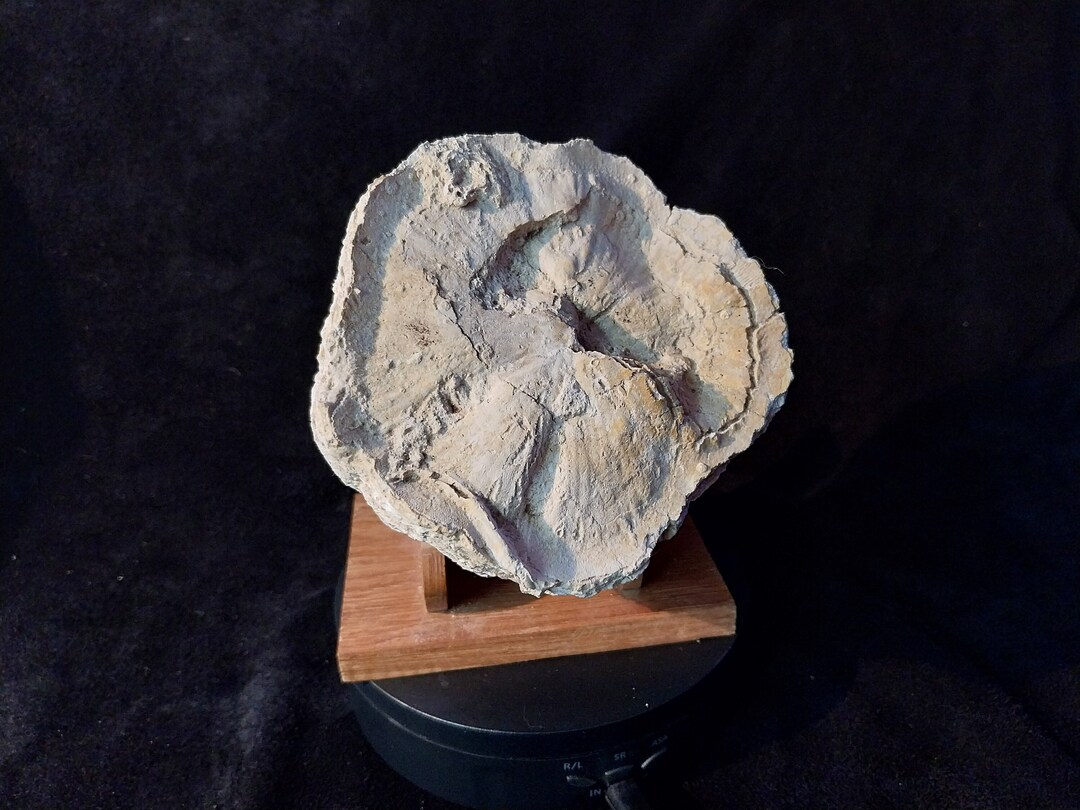 RUDISTE Hippurites Radiosus Campanien Charentes Biostrome à Rudistes ...