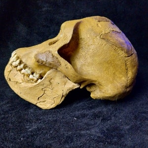 Skull LUCY AUSTRALOPITHECUS Afarensis Replica Complete Skull With ...