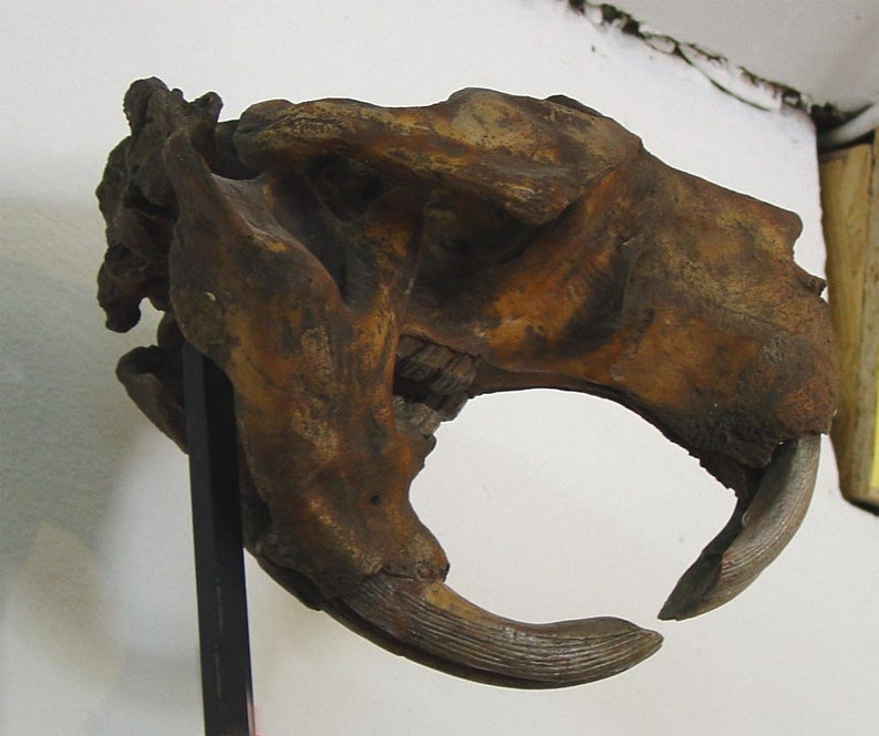 Giant CASTOR Replica of the Skull of CASTOROIDES Nebrascensis - Skull ...