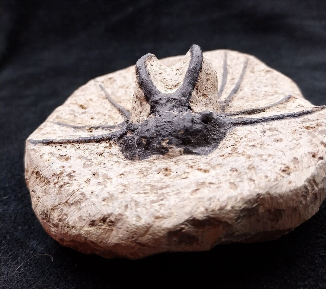 DICRANURUS MONSTROSUS Lower Devonian. Authentic Fossil. Morocco ...