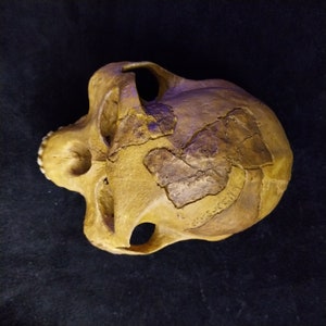 Skull LUCY AUSTRALOPITHECUS Afarensis Replica Complete Skull With ...