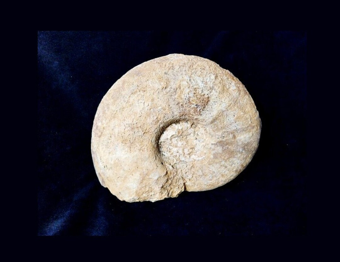 PACHYDISCUS Oldhami (sharpe 1855) RARE Collector's Ammonite. Authentic ...