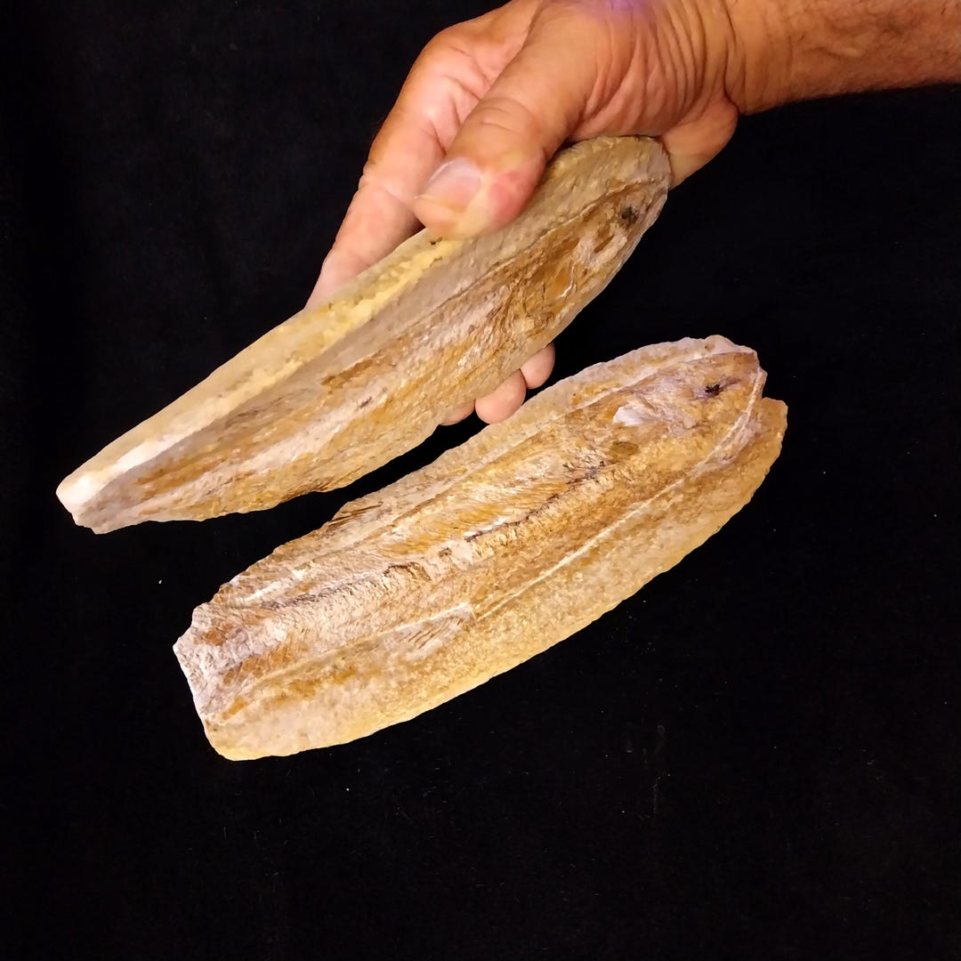 Nodule FOSSIL FISH Brazil SANTANA Formation Species (tharrias Araripis ...