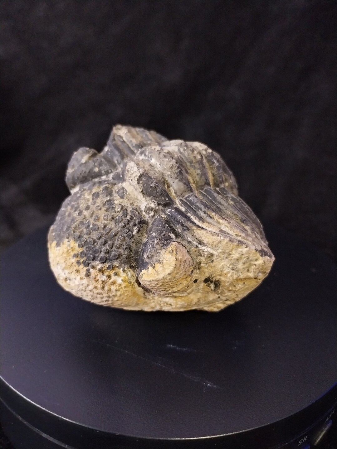 Authentic PHACOPS RANA Trilobite collect. Private From the 70s-80s Rare ...