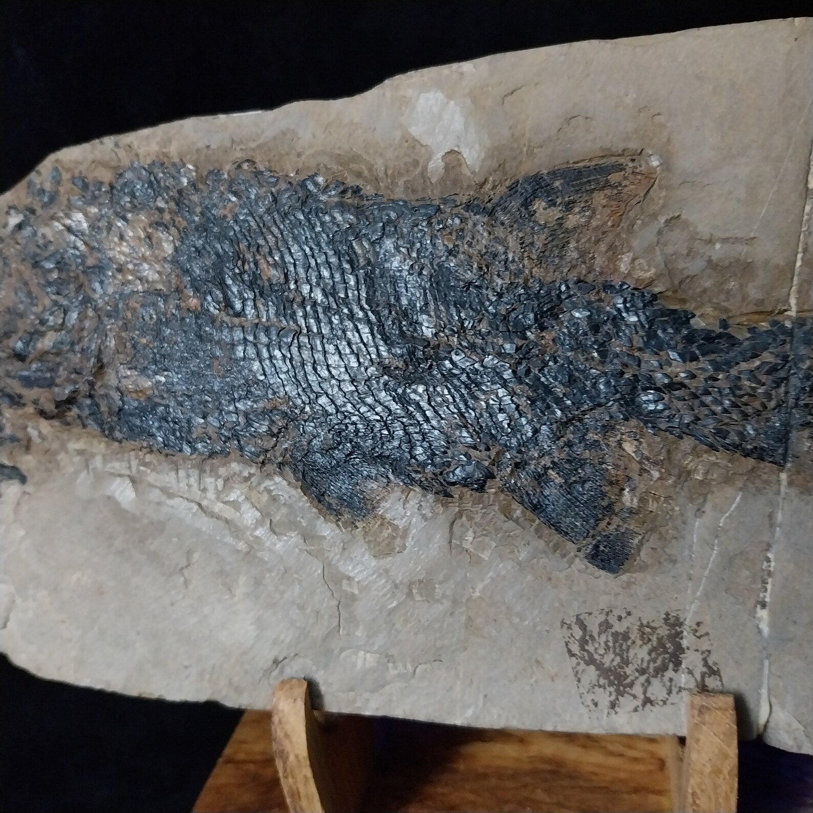 Paramblypterus Gilberti Fish, 25 Cm, Permian Period, Germany (tail ...