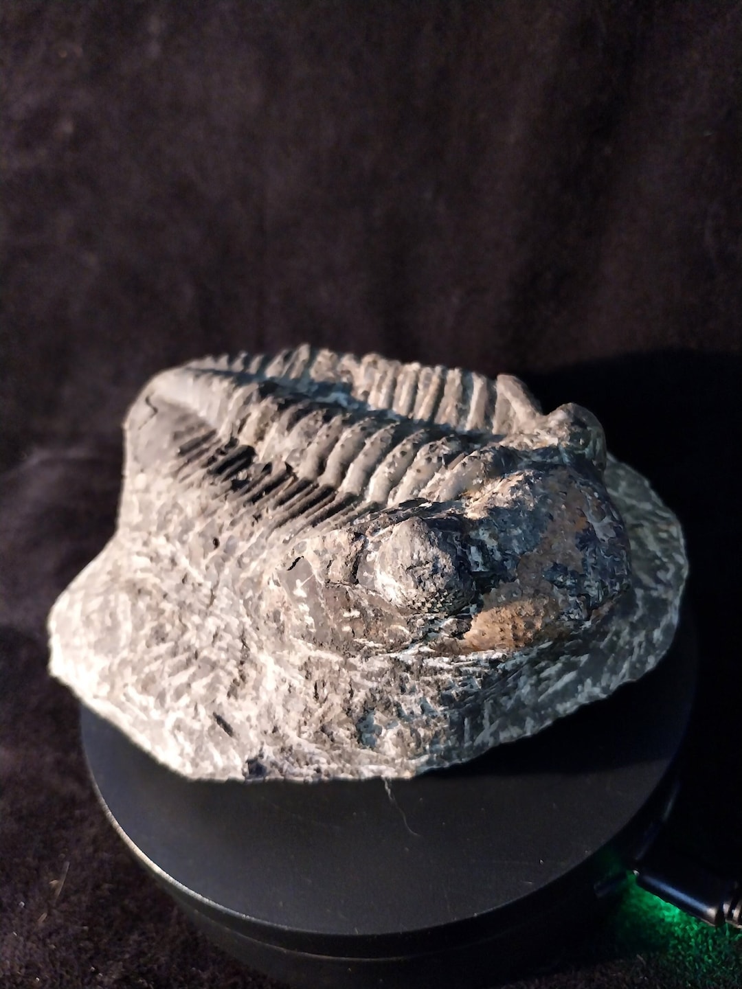 Trilobite PHACOPS RANA Authentic Old Private Collection From the 70s ...