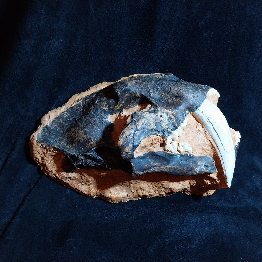 SABER TEETH TIGER Replica on Matrix Copy Made in 'molda Super' Old Unique Museum Piece Ref ...