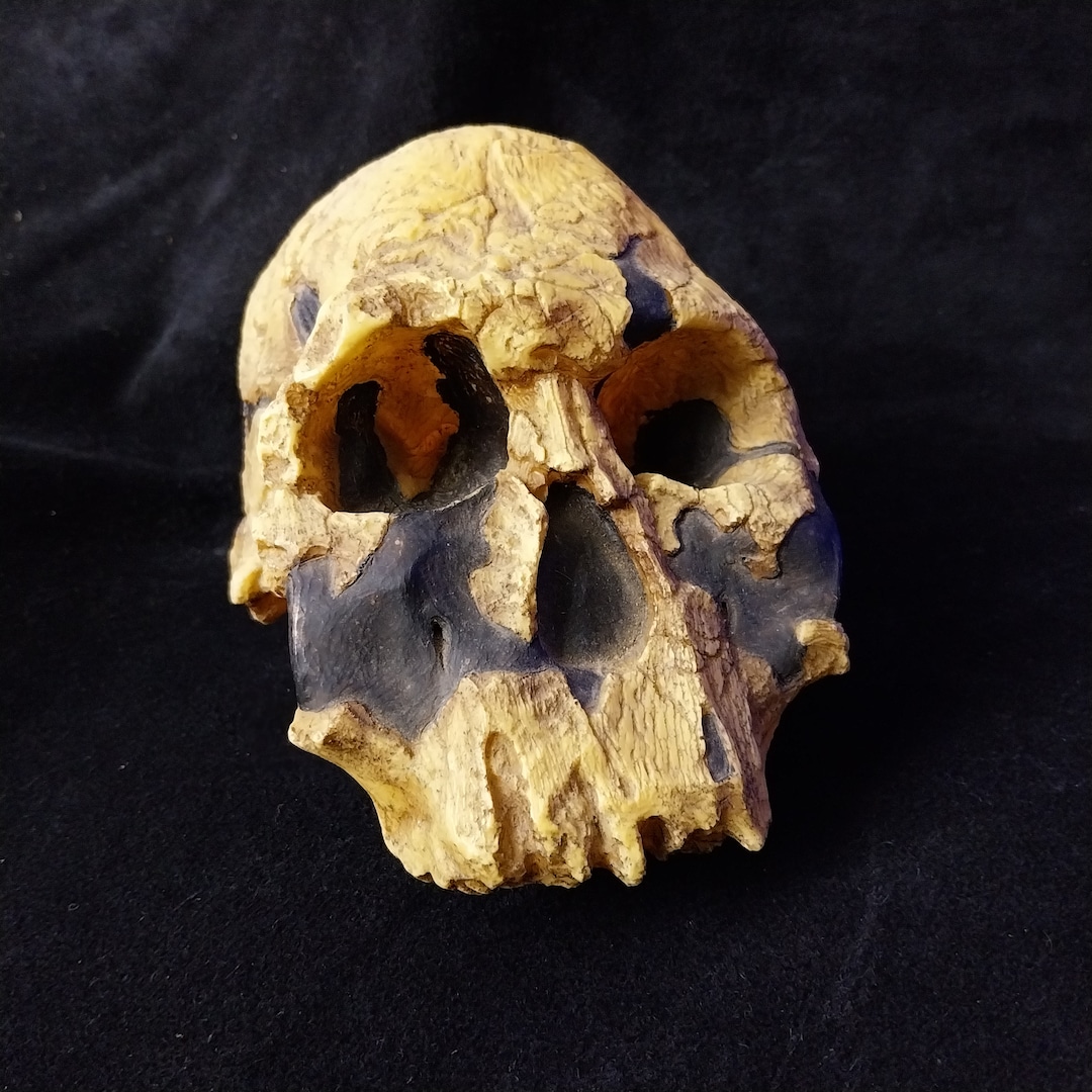 Skull HOMO Rudolfensis KNM-ER-1470 Koobi Site Fora Kenya Dec. B. Ngeneo ...