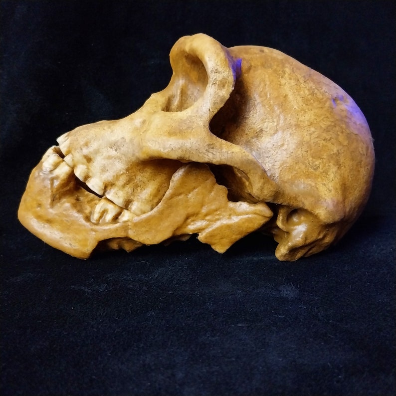 Homo Erectus Skull Specimen DMANISI-5-D4500 Discovered in the Caucasus ...