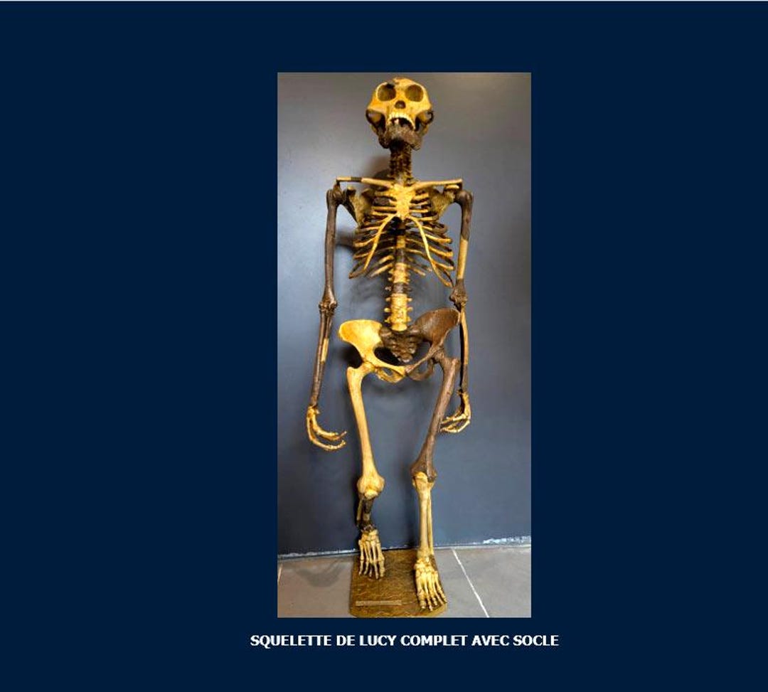 Complete Reconstruction of the Skeleton of LUCY: Australopithecus ...