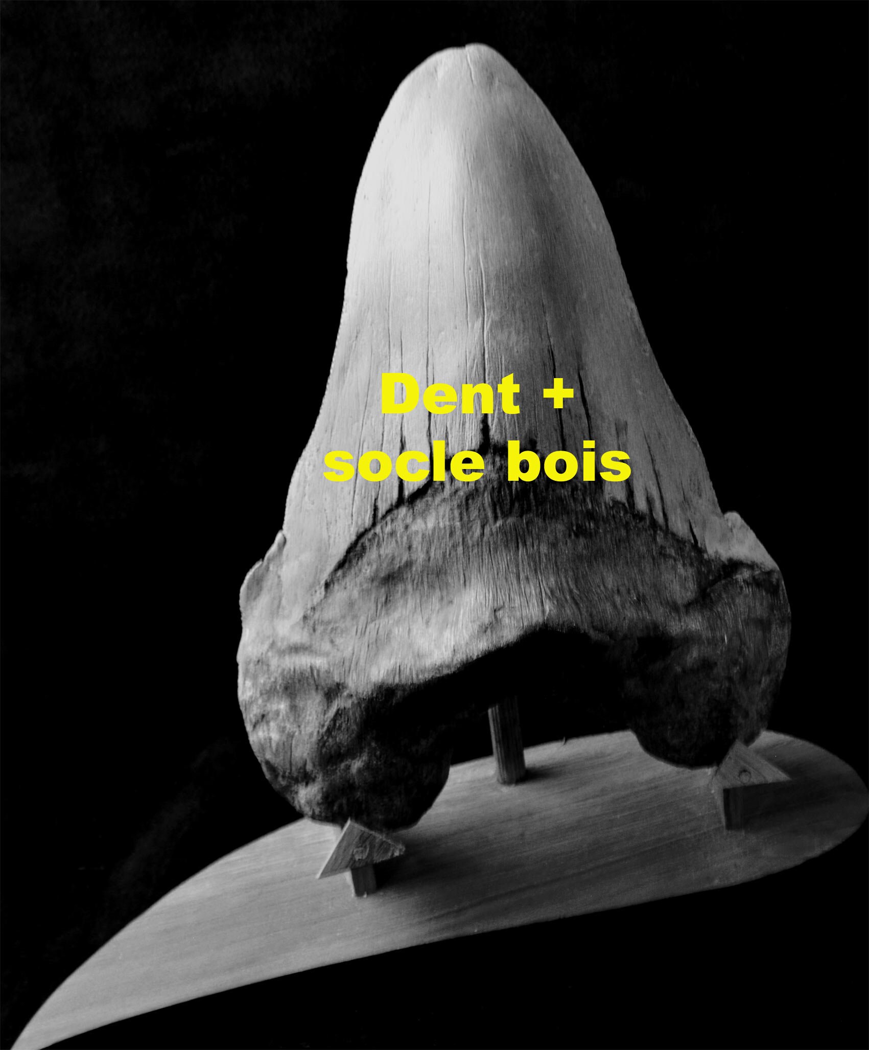 CARCHARODON MEGALODON exceptionnelle dent de requin GEANT fossile ...