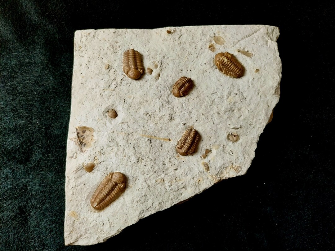 5 TRILOBITES -KAINOPS Invius- Plaque De 20 Cm/21 Cm (campbell) Haragan ...