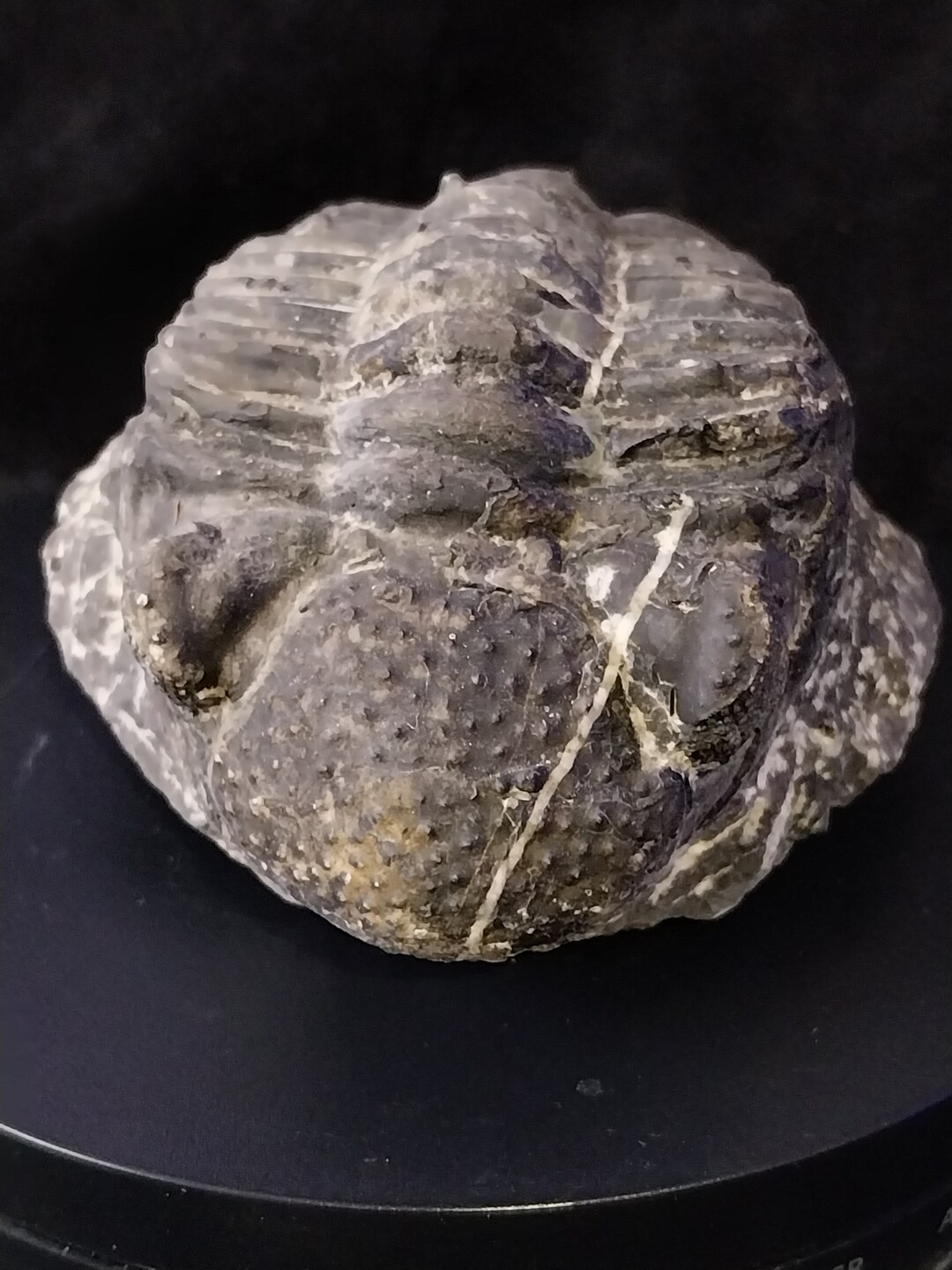 Authentic PHACOPS RANA Trilobite - Private Collection From the 70s and ...