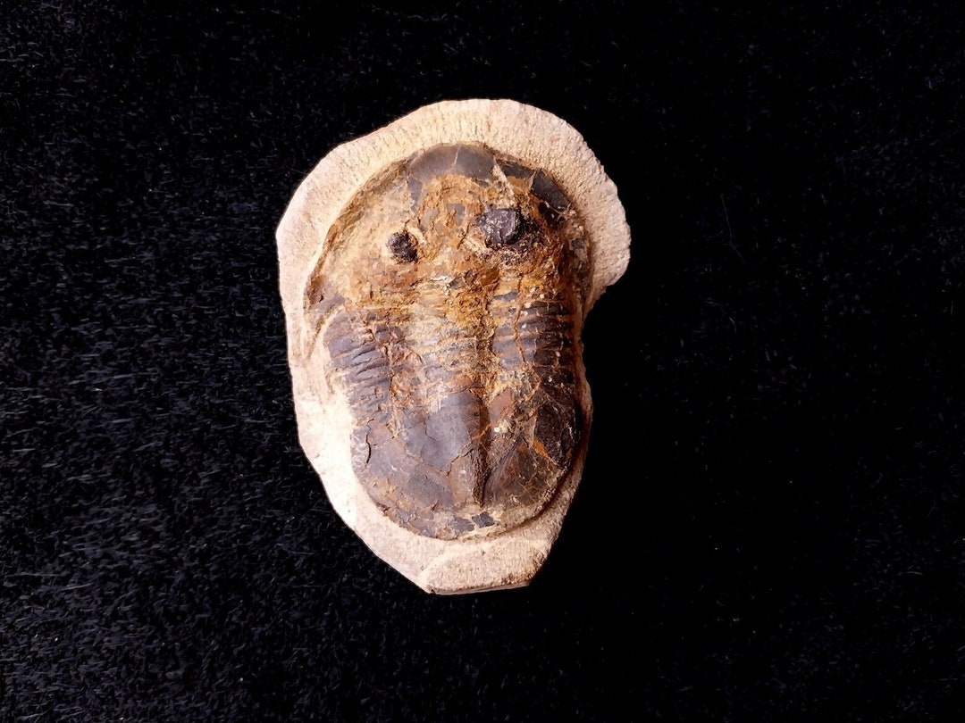 TRILOBITE KIERARGES Morrisoni Asaphide Authentic Fossil Ordovician Inf ...