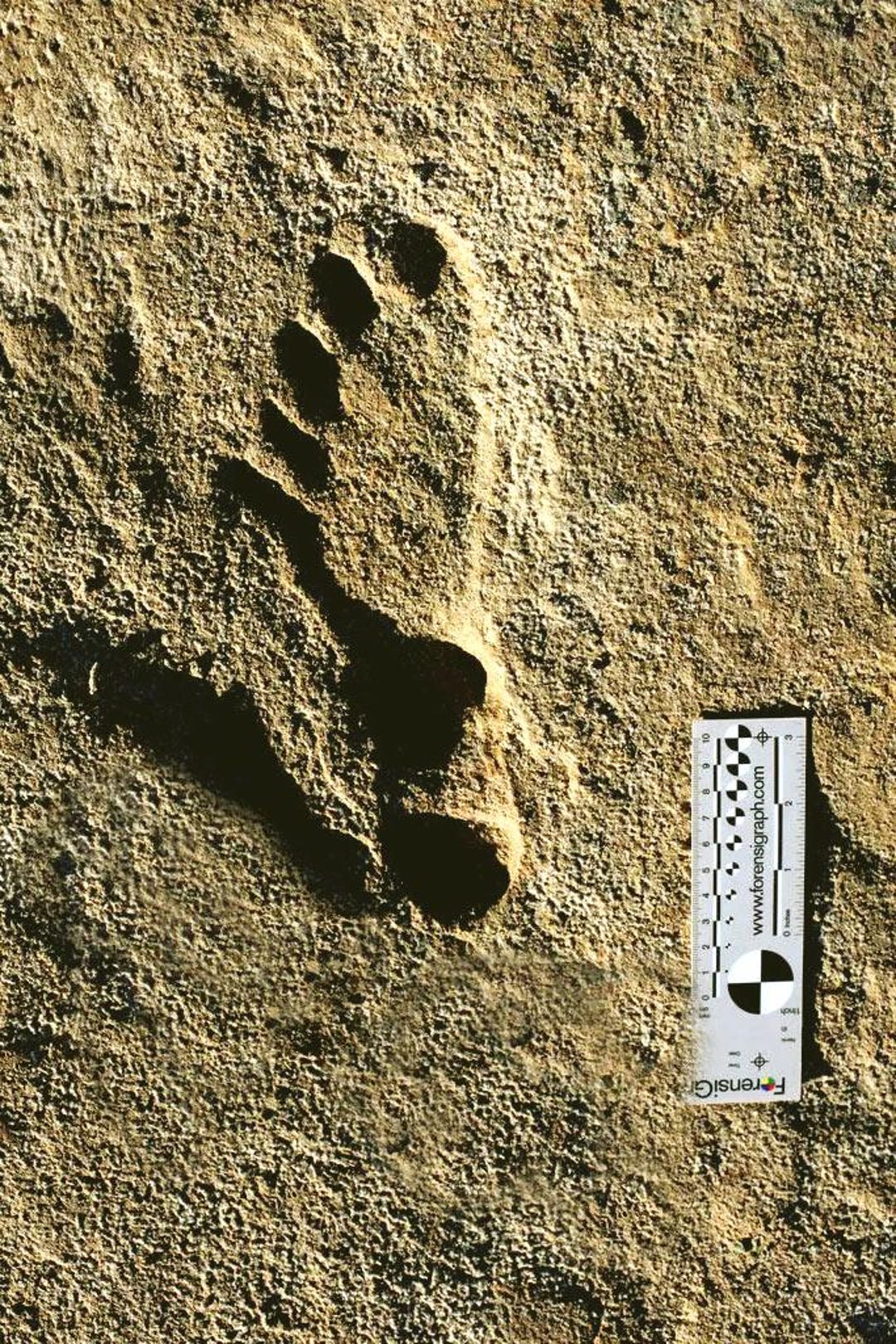 Copy of a Neanderthal FOOTPRINT - Rozel Site - (manche): Foot Num T072 ...