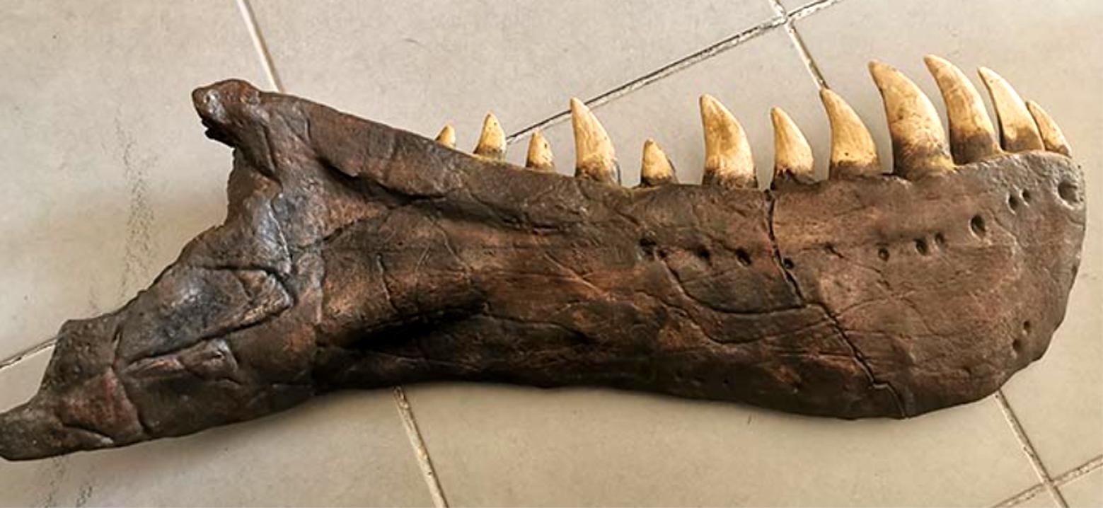 TYRANNOSAURUS REX Lower Mandible Portion Cast of the "harley" Specimen ...