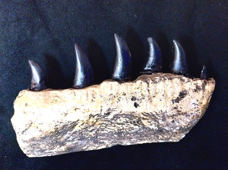 MANDIBULE Tyrannosauridae MEGALOSAUR Fragment of Lower Mandible REF ...