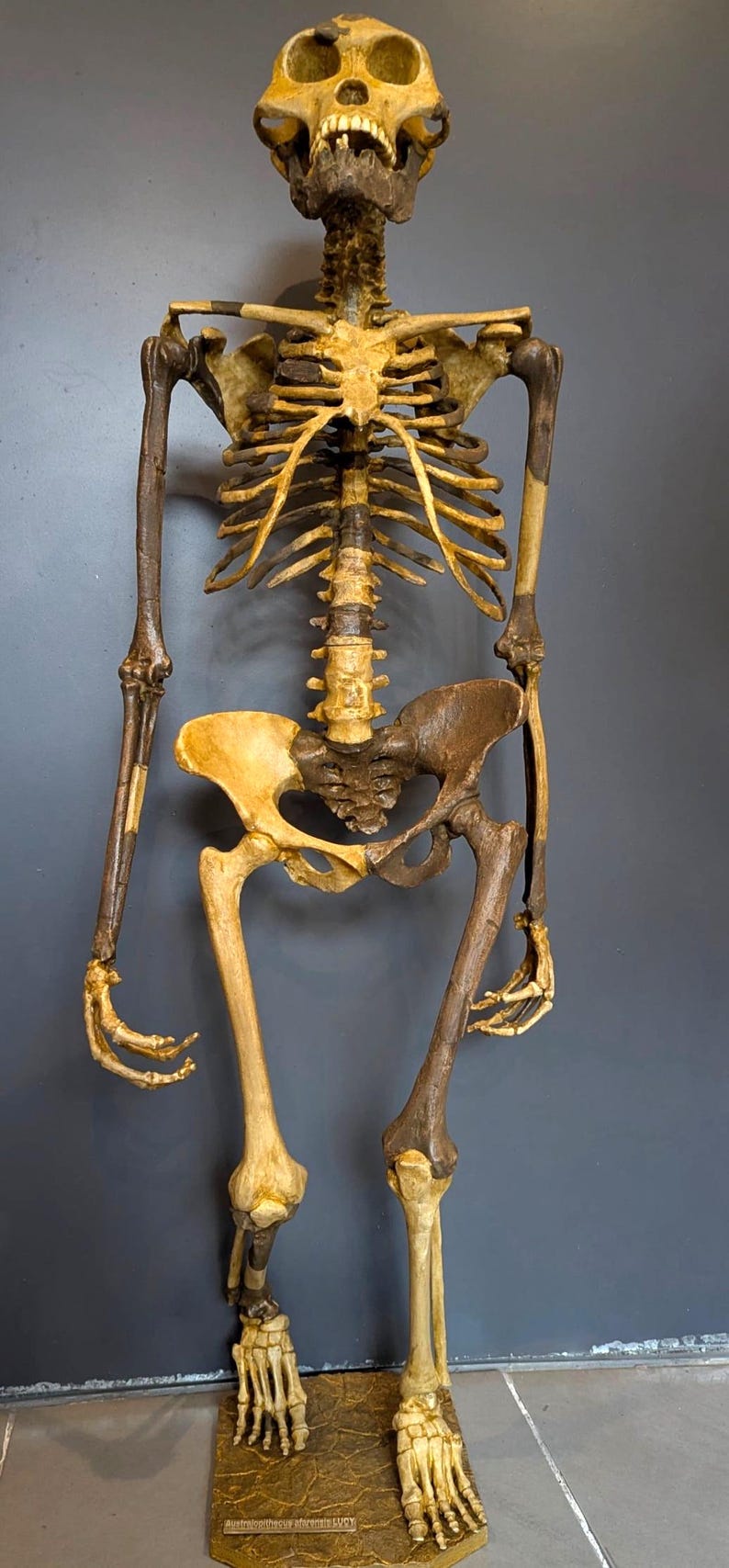 Complete Reconstruction of the Skeleton of LUCY: Australopithecus ...