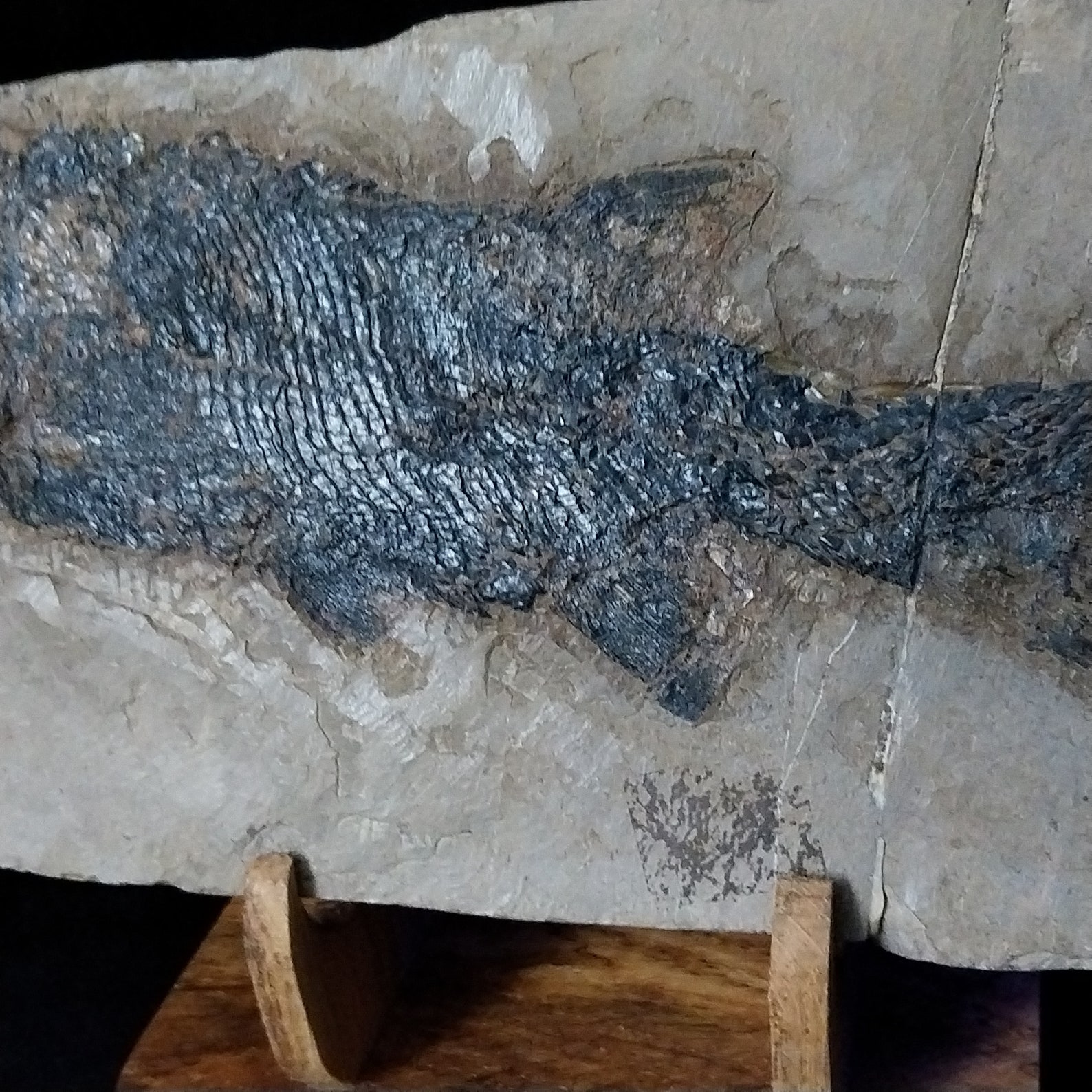Paramblypterus Gilberti Fish, 25 Cm, Permian Period, Germany (tail ...