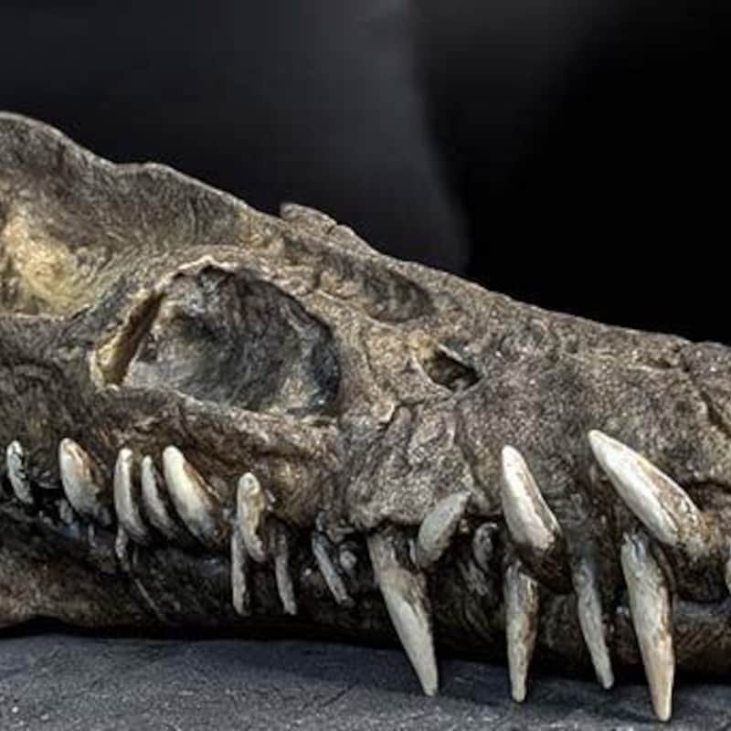 Elias Duarte Lopez Dinosaur Hapush Braids - Etsy Canada