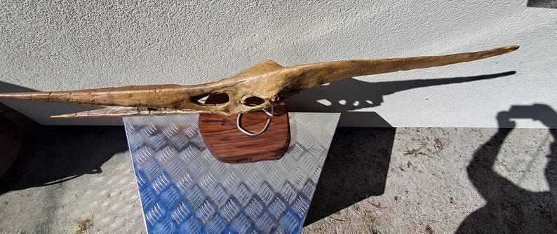 Crâne Complet De Pteranodon Longiceps Longueur Totale 130 Cm Bec ...