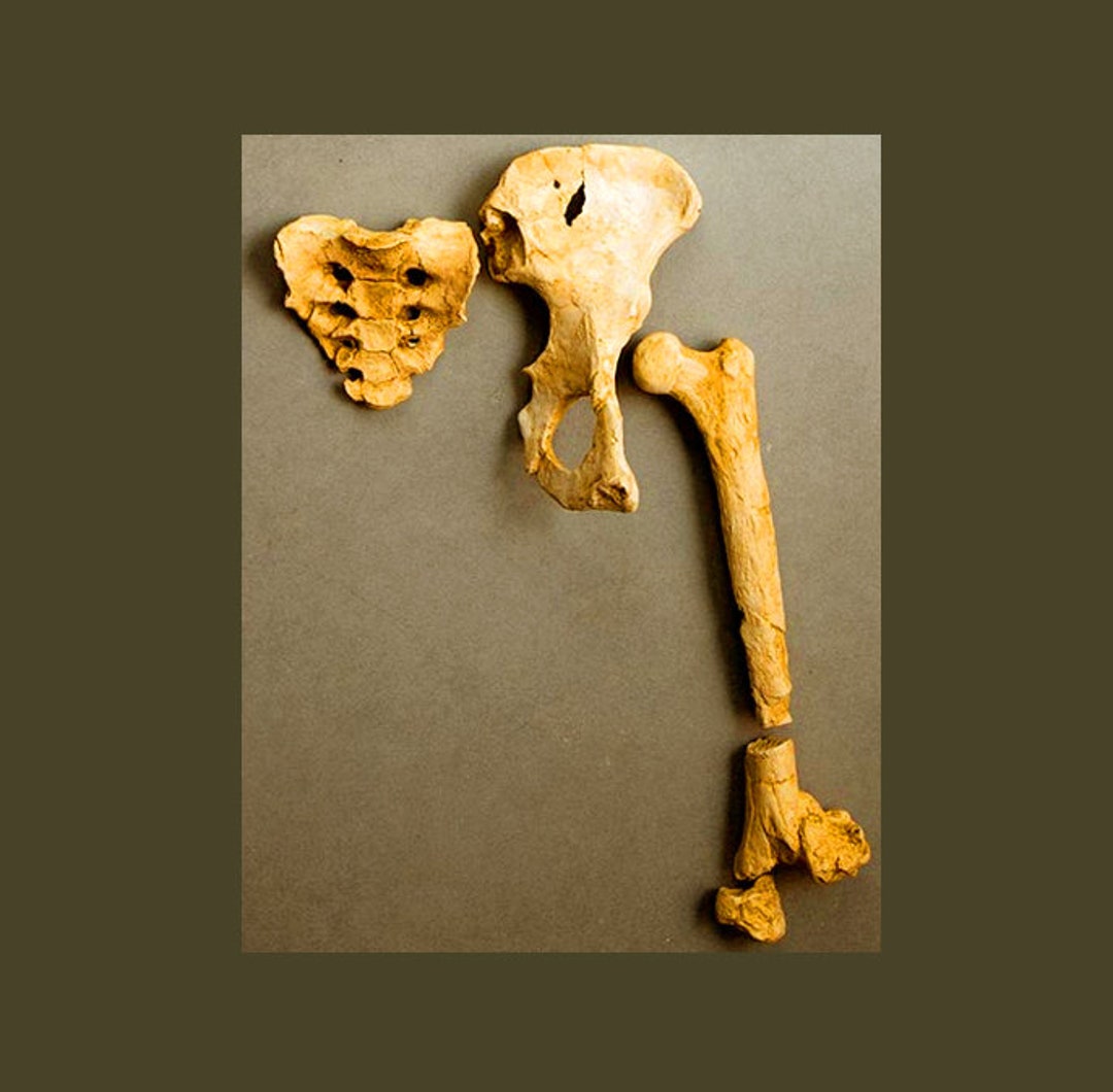 LUCY AUSTRALOPITHECUS Afarensis 3 Bones -exact Replica of the Bones of ...