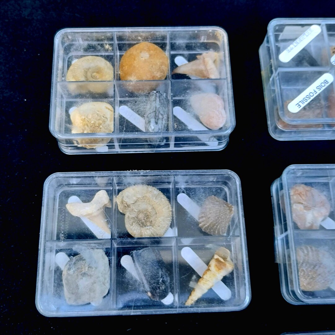 Authentic Fossil Collection Boxes; 6 Fossils From Various Geological ...