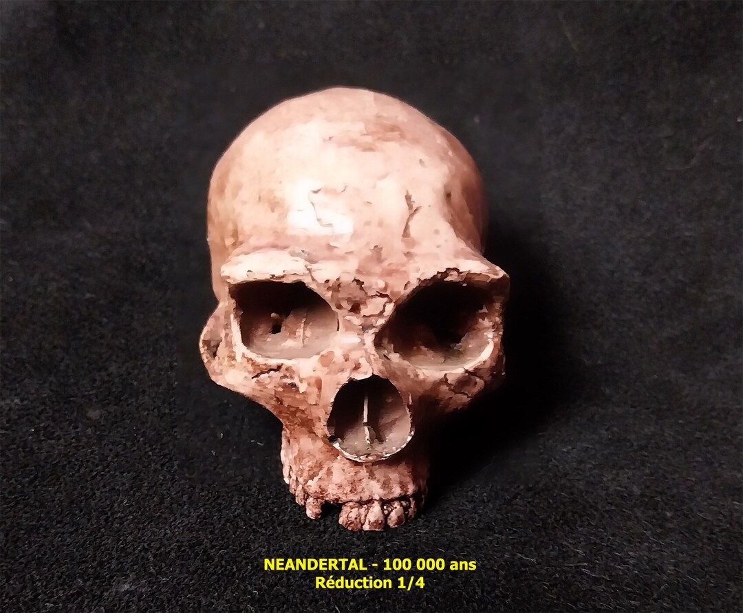 MINI-NEANDERTAL SKULL in Acrylic Resin. Reproduction copy Scale 1/4 10 ...