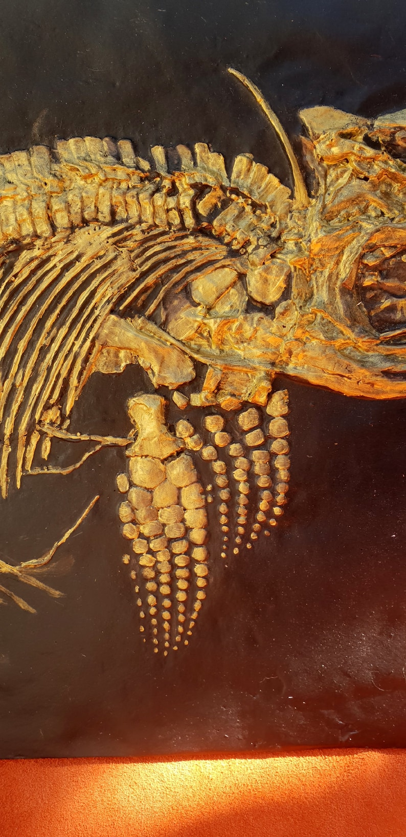 ICHTHYOSAURUS Sp, Juvenile FOSSIL Toarcian Holzmaden, Germany ...