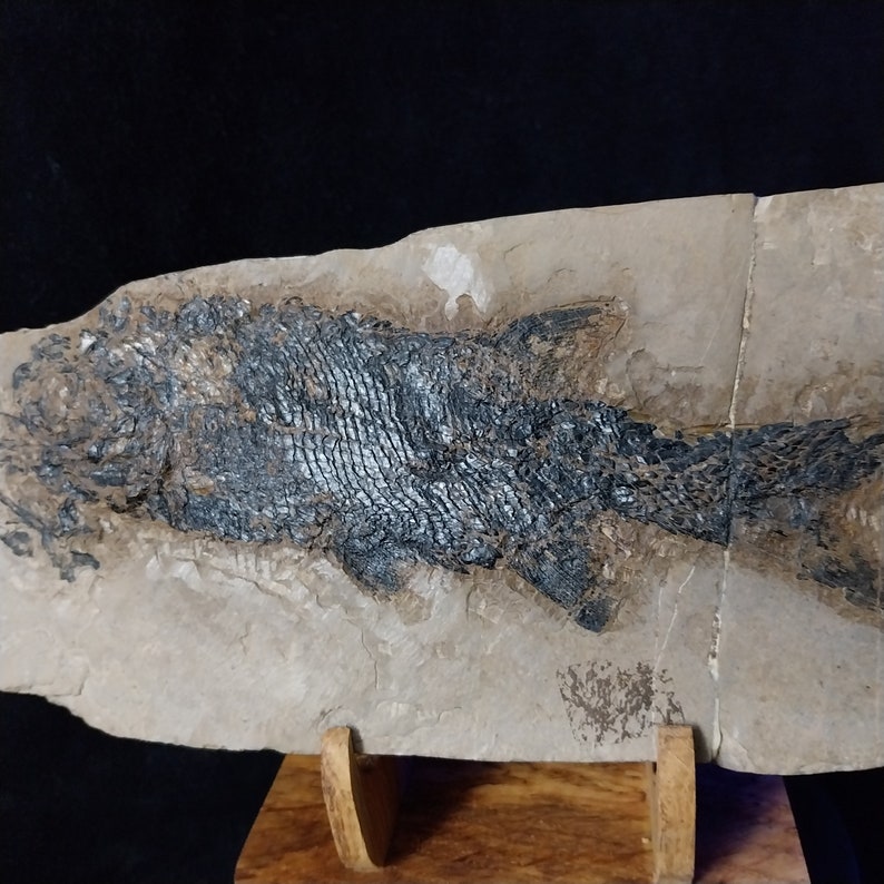 Paramblypterus Gilberti Fish, 25 Cm, Permian Period, Germany (tail ...