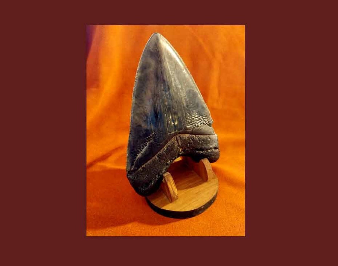 Tooth of CARCHARODON MEGALODON Origin U.S.A. north Carolina. Miocene ...