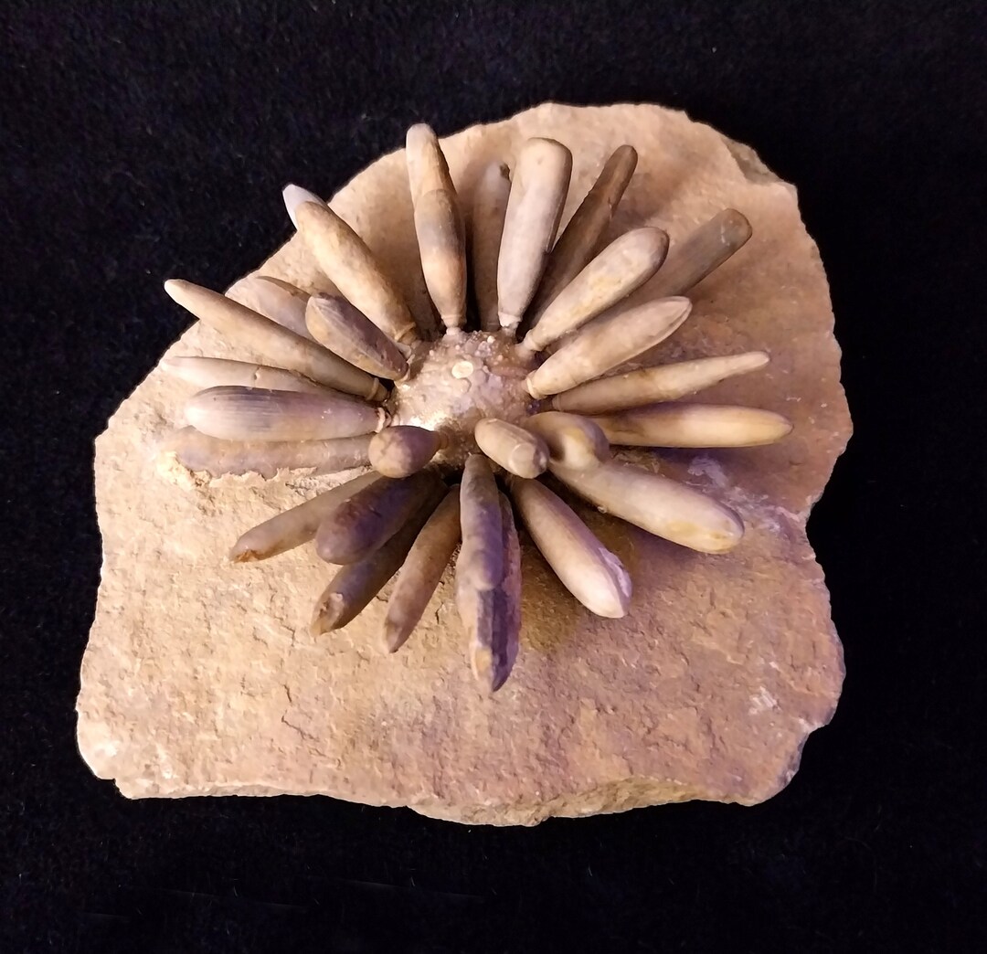 Sea Urchin CIDARIS AUTHENTIC ASTEROCIDARIS Bistriata Bajocian 170mios ...