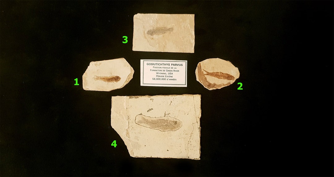 GOSIUTICHTHYS FISH FOSSIL Wyoming eocene 58 Million Years Old Authentic ...