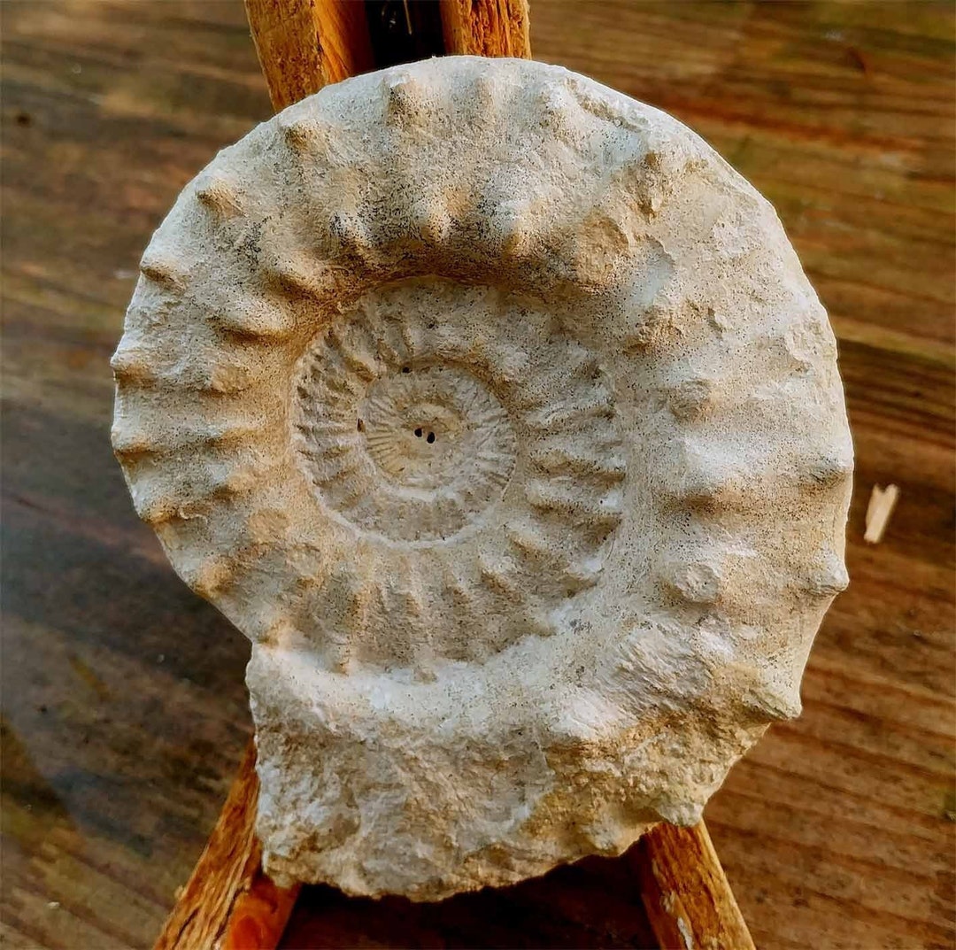 Ammonite PELTOCERAS Athleta Callovien Montreuil Bellay -49- Strong ...
