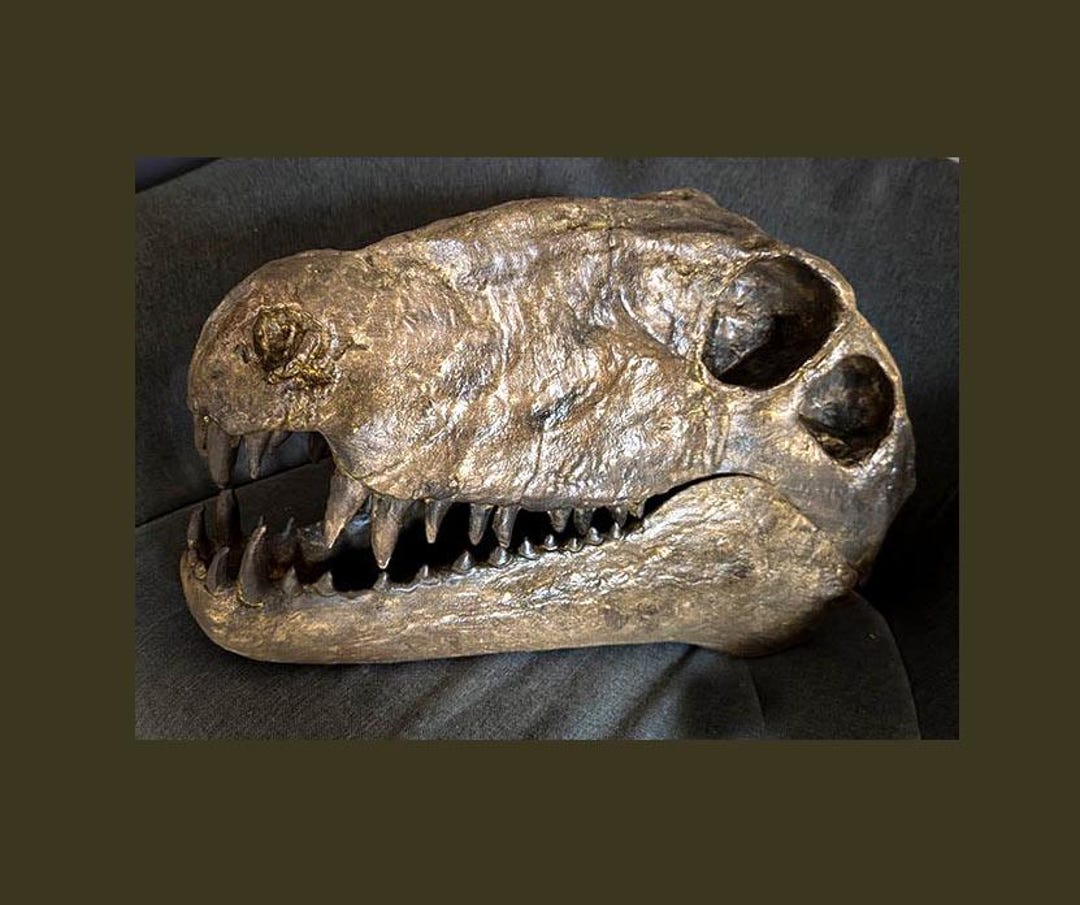 DIMETRODON SKULL Reproduction in Bioplastic Resin, 1/1 Scale ...